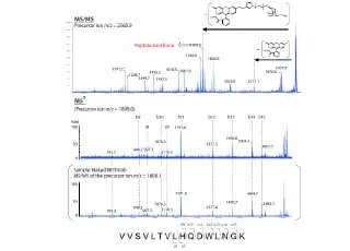 Monoclonal Antibodies and Biosimilars | Shimadzu Scientific Instruments